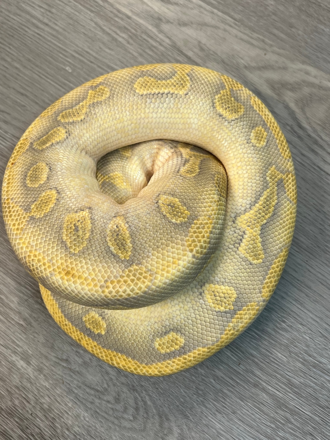 Enchi Champagne Hypo Het Clown Ball Python by Royal Ambassador Reptiles ...