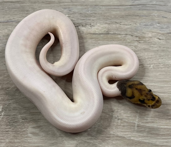 Clown Pied Het Hypo Ball Python by Royal Ambassador Reptiles