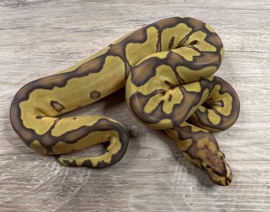 Hypo Clown Het Pied Ball Python by Royal Ambassador Reptiles