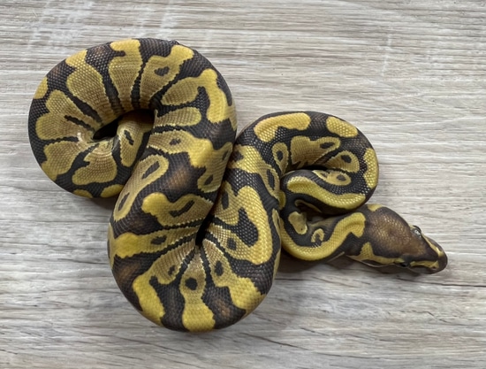 Hypo Het Clown Het Pied Ball Python by Royal Ambassador Reptiles