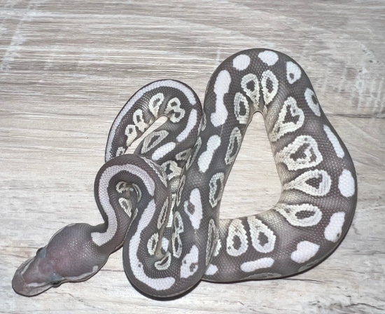 Hypo Vpi Axanthic Mojave Ball Python by Royal Ambassador Reptiles