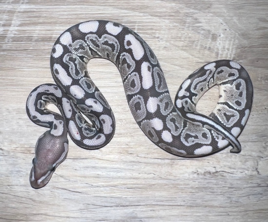 Hypo Vpi Axanthic Ball Python by Royal Ambassador Reptiles