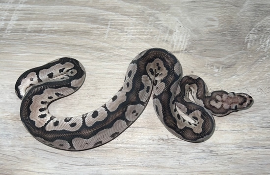Vpi Axanthic Clown Ball Python by Royal Ambassador Reptiles