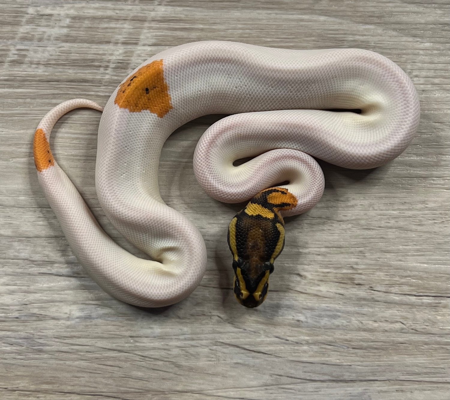 Orange Dream Yellow Belly Piebald 100% Het Lavender Albino Ball Python ...