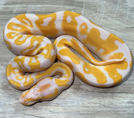 Orange Dream Yellow Belly Lavender Het Piebald Ball Python by Royal ...