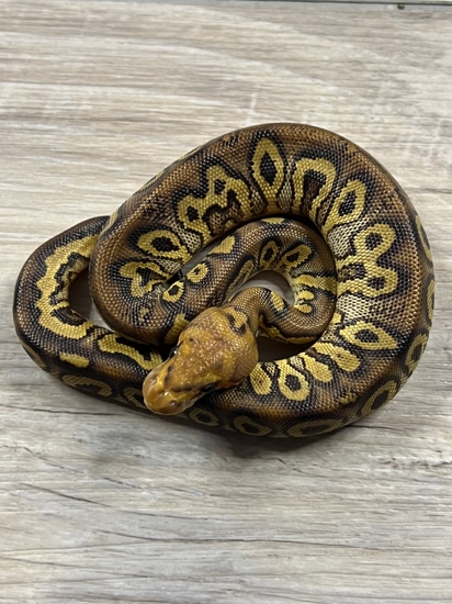 Stranger Clown Het Hypo Ball Python by Royal Ambassador Reptiles
