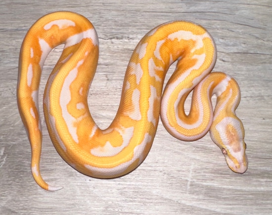 Lavender Piebald Ball Python by Royal Ambassador Reptiles