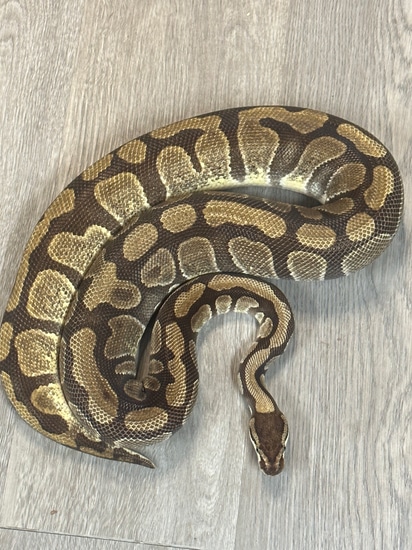 Enchi Dbl Het Hypo Clown Ball Python by Royal Ambassador Reptiles