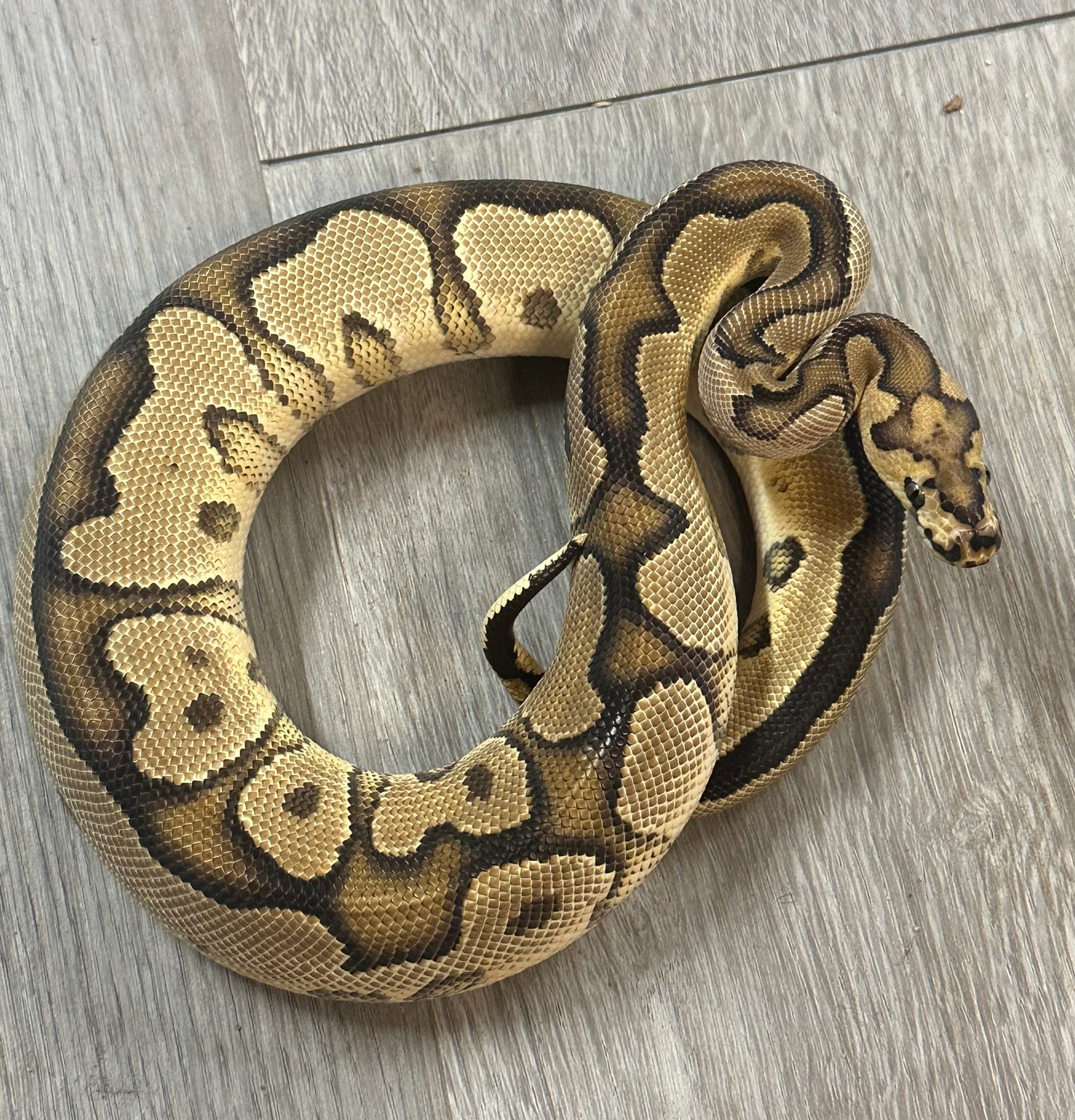 Yellowbelly Clown Het Vpi Axanthic Het Piebald Ball Python by Royal ...