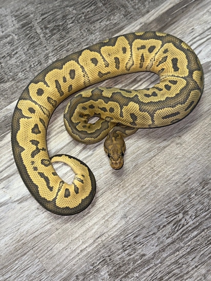 Hypo Clown Ball Python by Royal Ambassador Reptiles