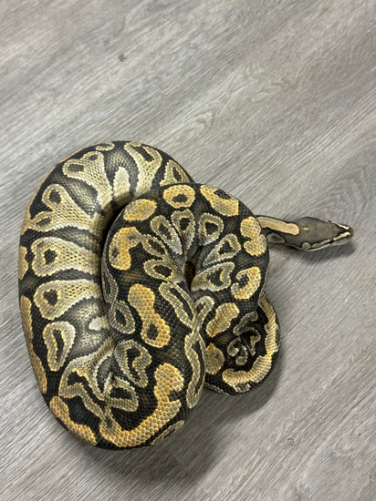 Hypo Het Clown Ball Python by Royal Ambassador Reptiles
