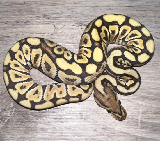 Spotnose Hypo Het Clown Ball Python by Royal Ambassador Reptiles