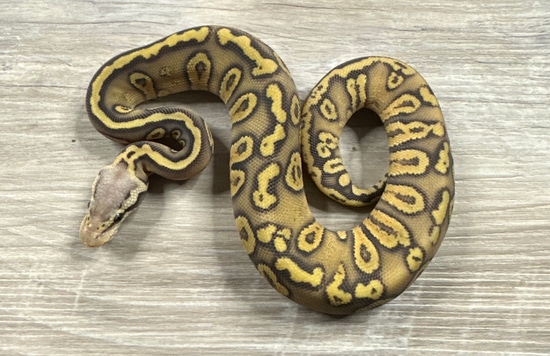 Pastel Stranger Hypo Het Clown Ball Python by Royal Ambassador Reptiles