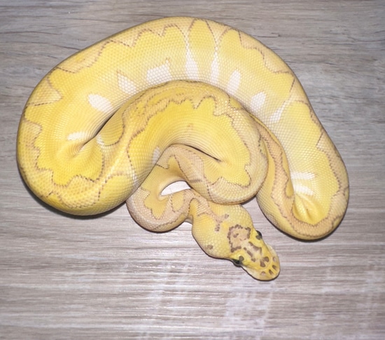 Hypo Enchi Pastel Lesser Clown Ball Python by Royal Ambassador Reptiles