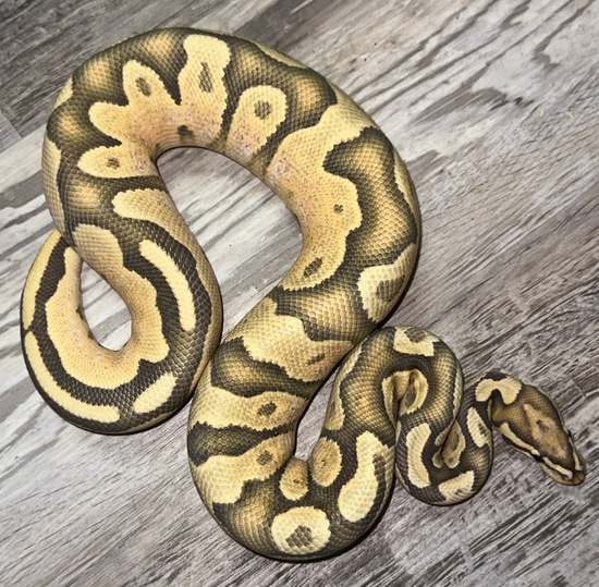 Fire Hypo Calico Yellow Belly Ball Python by Royal Ambassador Reptiles