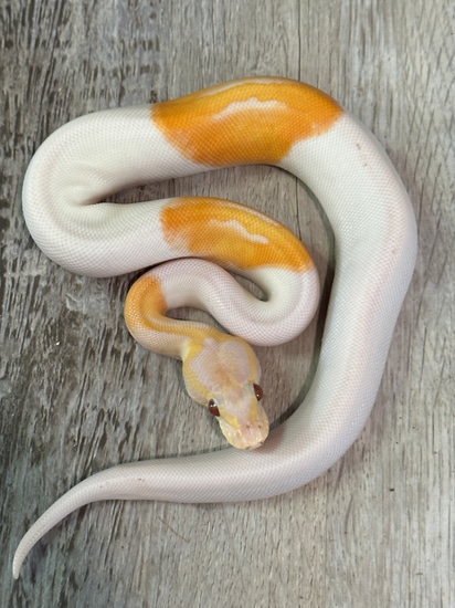 Ghi Lavender Pied Ball Python by Royal Ambassador Reptiles