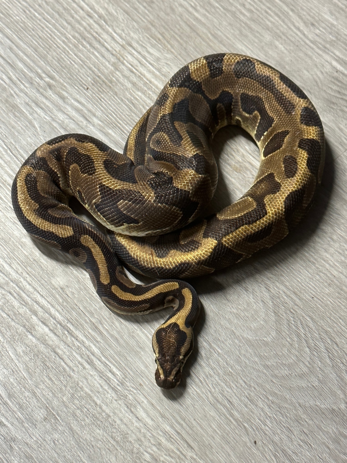 Enchi Leopard Het Hypo Het Vpi Axanthic Het Piebald Ball Python by ...