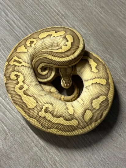 Pastel Lesser Leopard Het Hypo Het Gstripe Het Clown Ball Python by ...