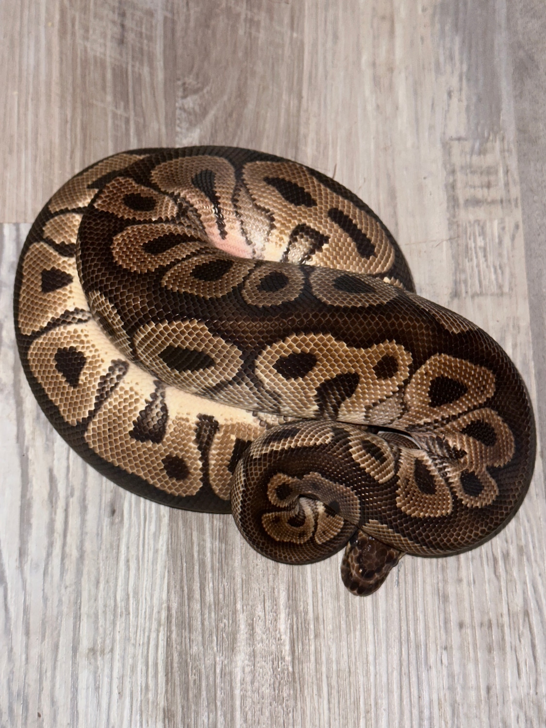 Clown Het Lavender Ball Python by Royal Ambassador Reptiles - MorphMarket