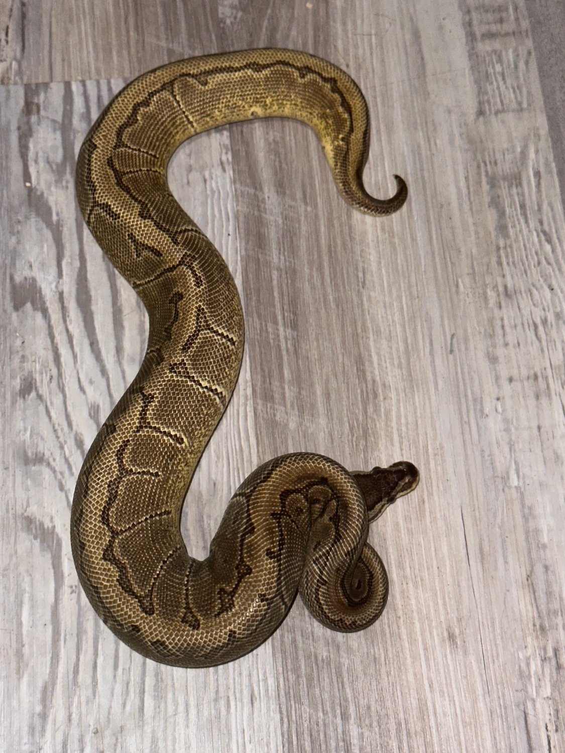 Pinstripe Enchi Het Hypo Het Vpi 66 Het Piebald Ball Python by Royal ...