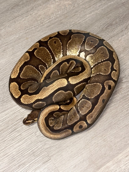 Red Stripe Het Hypo Ball Python by Royal Ambassador Reptiles