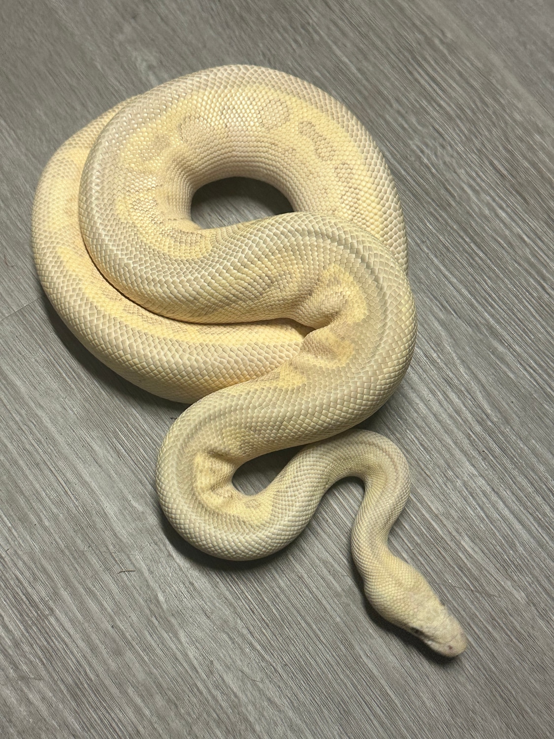 Super Pastel Lesser Leopard Hypo Clown Ball Python by Royal Ambassador ...