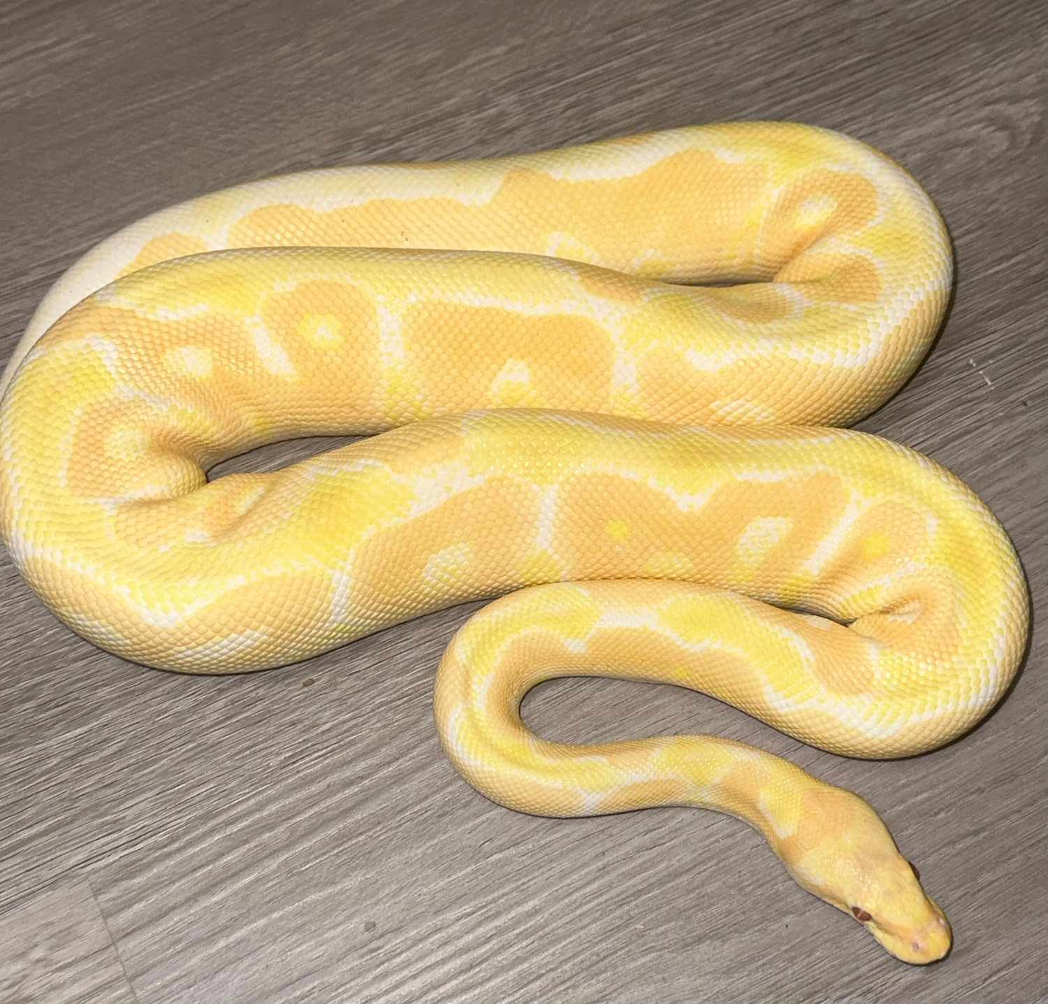 Lavender Clown Ball Python by Royal Ambassador Reptiles - MorphMarket