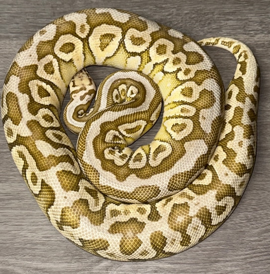 Pastel Lesser Spotnose Het Hypo Het Clown Ball Python by Royal ...
