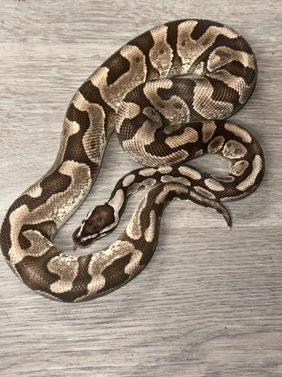 Enchi Yellow Belly Vpi Axanthic Het Hypo Male Ball Python by Royal ...