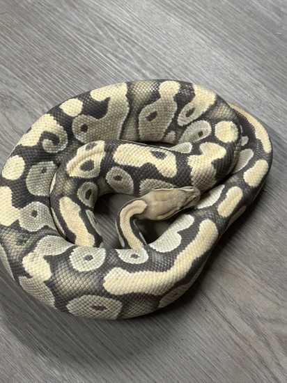 Hypo Desert Ghost Ball Python by Royal Ambassador Reptiles