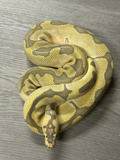 Super Enchi Hypo Clown Ball Python by Royal Ambassador Reptiles