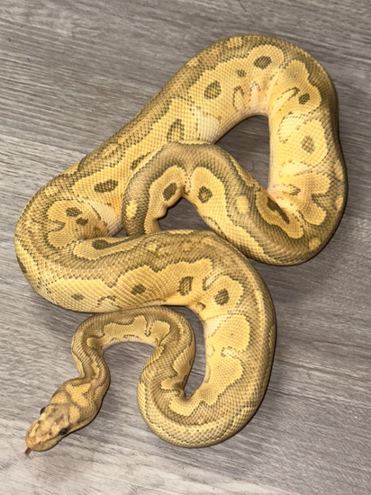 Russo Hypo Clown Ball Python by Royal Ambassador Reptiles