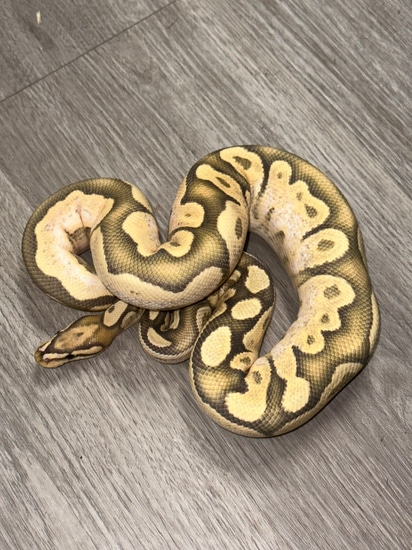 Od Fire Yellow Belly Calico Hypo Ball Python by Royal Ambassador Reptiles