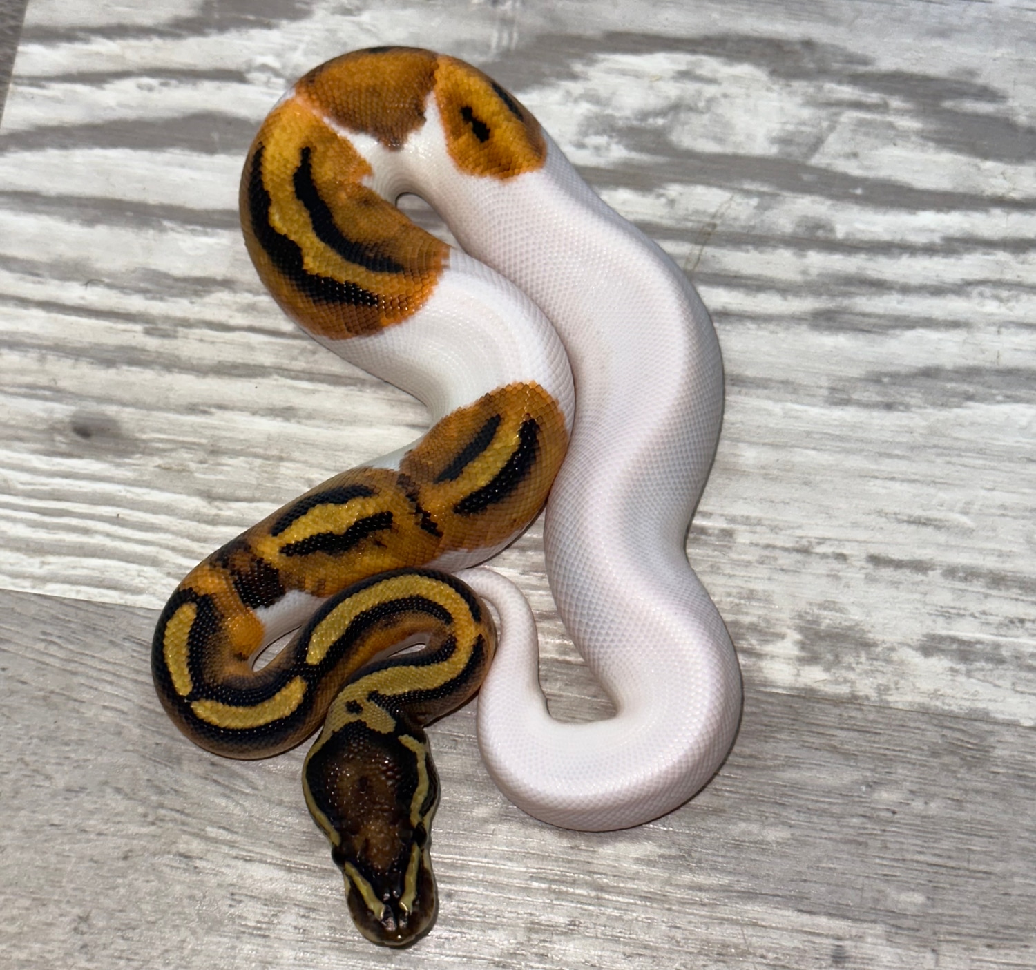 Piebald Het Ultramel Het Clown Ball Python by Royal Ambassador Reptiles ...