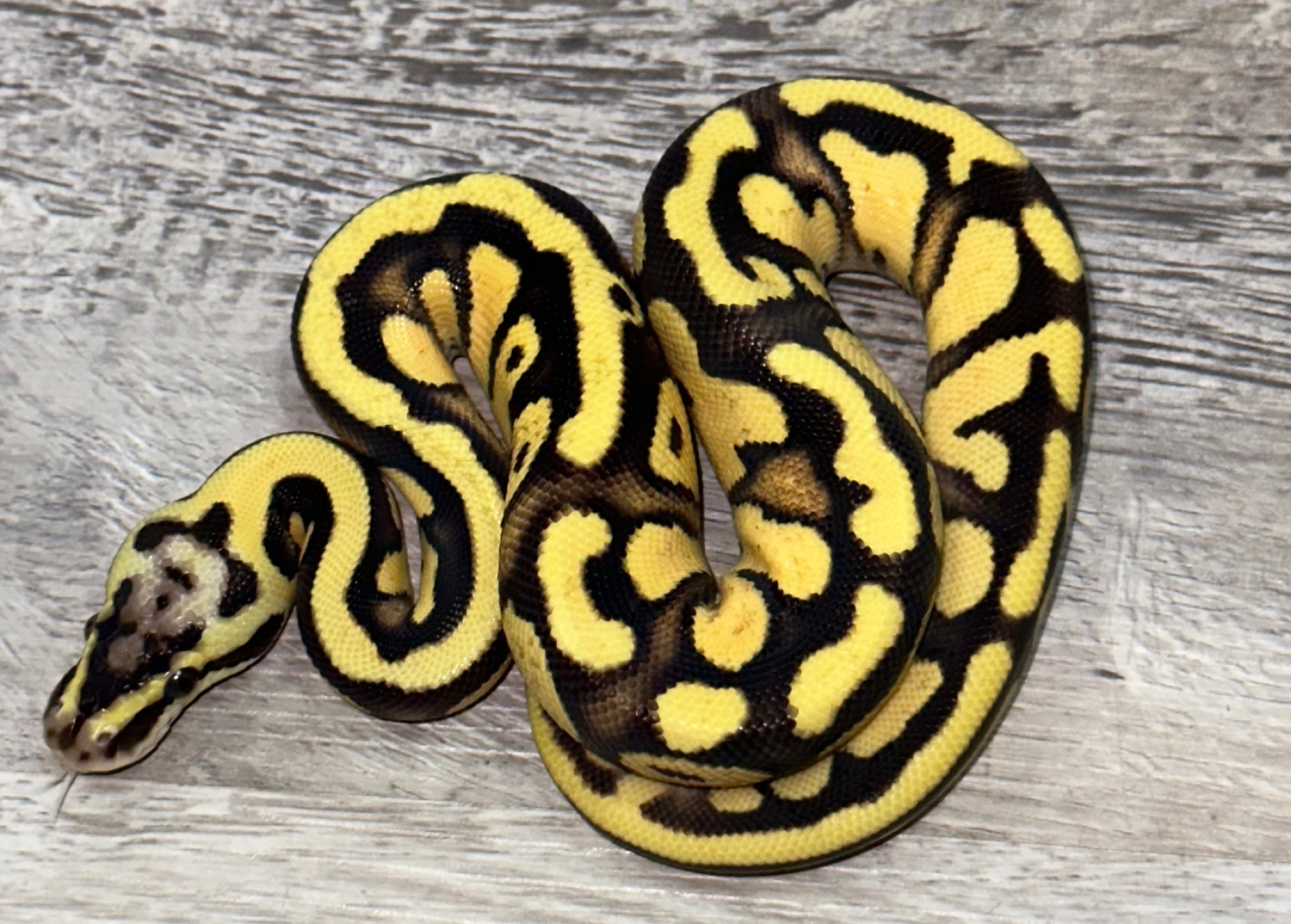Enchi Fire Pastel Het Ultramel Het Clown Het Piebald Ball Python by ...
