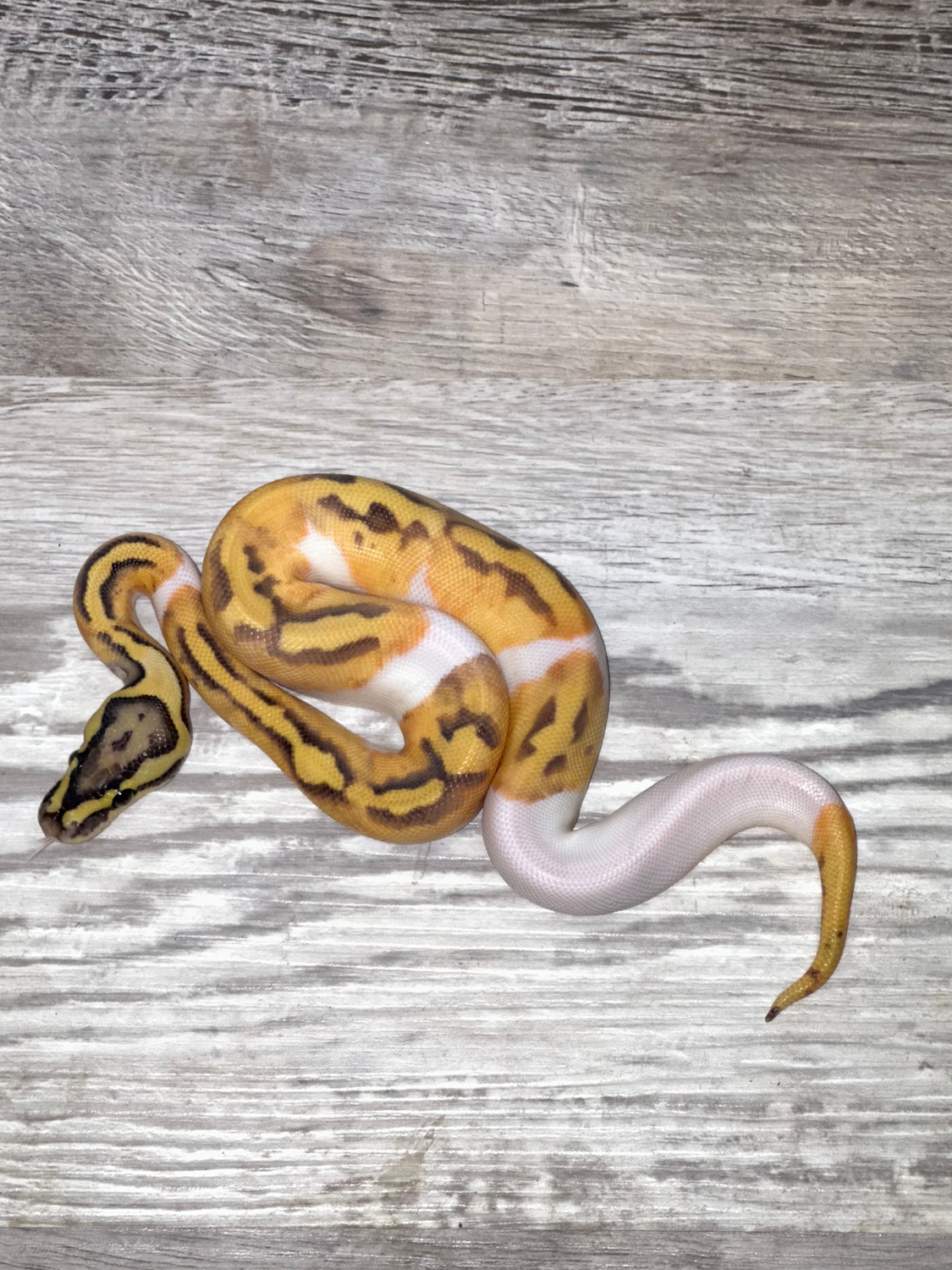 Pastel Orange Dream Enchi Hypo Piebald Ball Python by Royal Ambassador ...