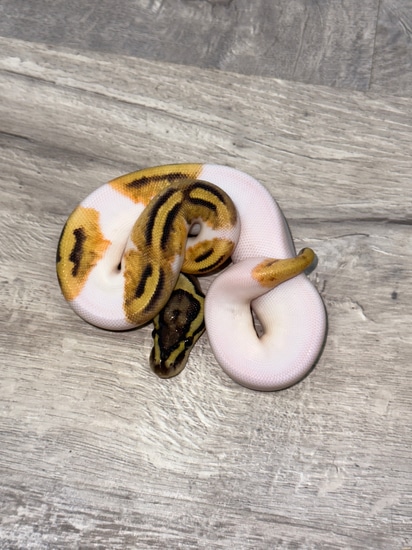 Enchi Pied Het Hypo Ball Python by Royal Ambassador Reptiles