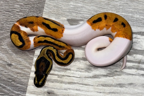 Od Pied Het Hypo Ball Python by Royal Ambassador Reptiles