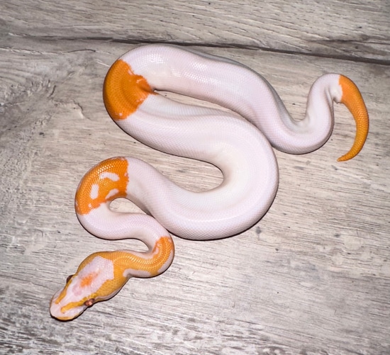 Orange Dream Leopard Lavender Piebald Possible Yellow Belly Ball Python ...