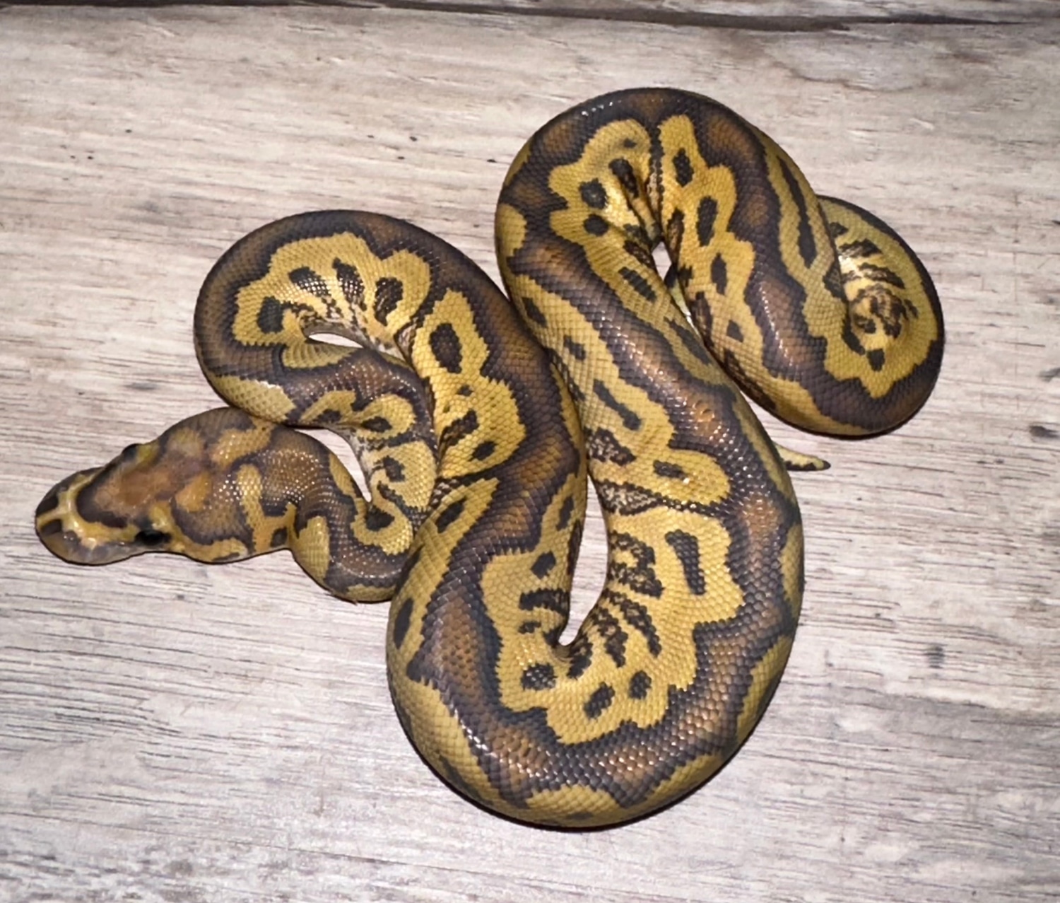 Hypo Clown Het Piebald Ball Python by Royal Ambassador Reptiles ...