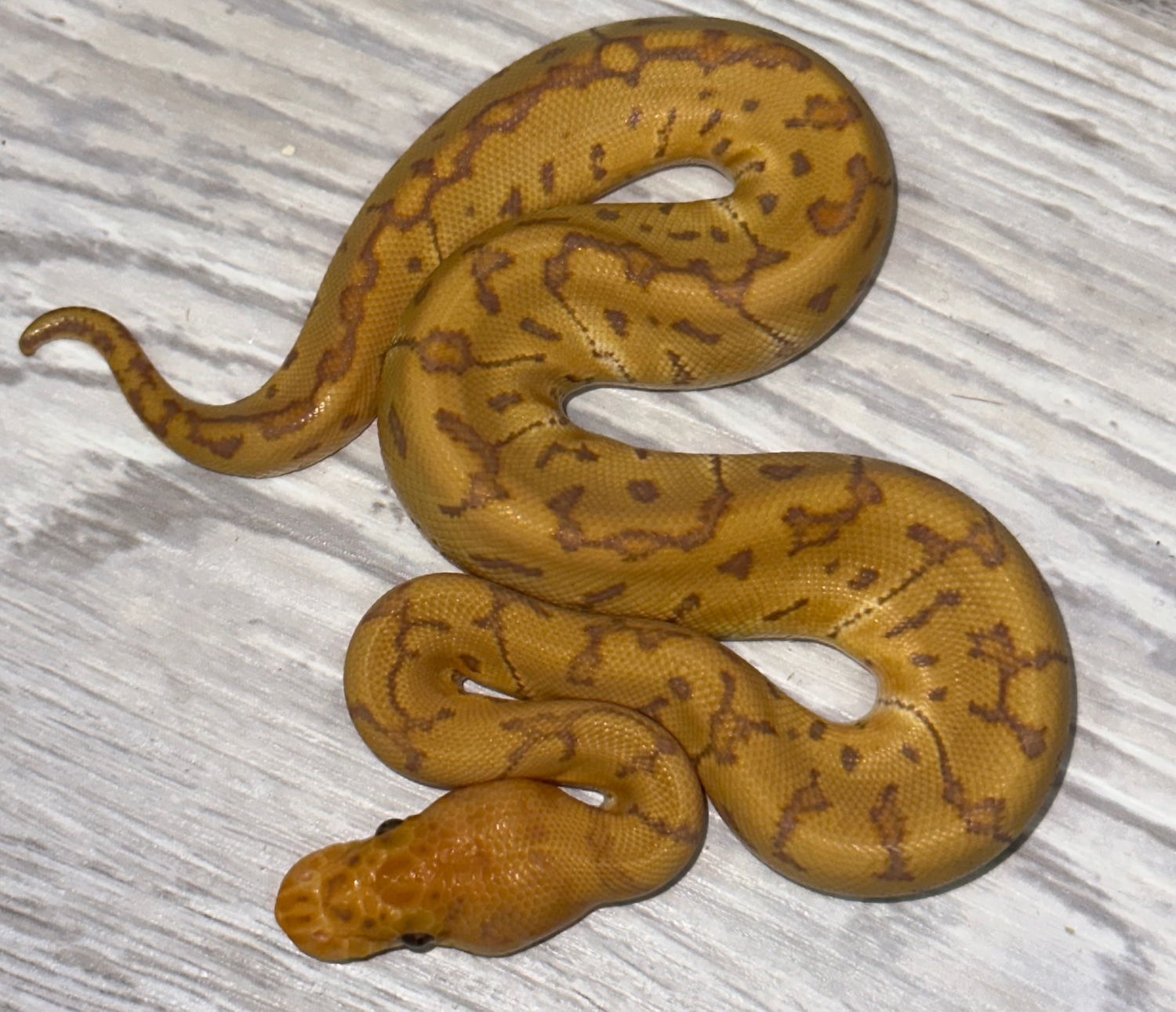 Ultramel Pinstripe Clown Ball Python by Royal Ambassador Reptiles ...