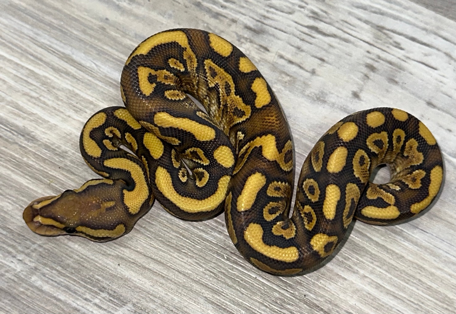Hypo Russo Yellow Belly Het Clown Ball Python by Royal Ambassador ...