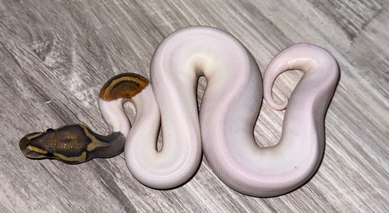 Hypo Piebald Het Clown Ball Python by Royal Ambassador Reptiles