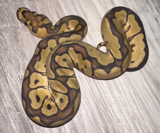 Enchi Hypo Clown Het Piebald Ball Python by Royal Ambassador Reptiles