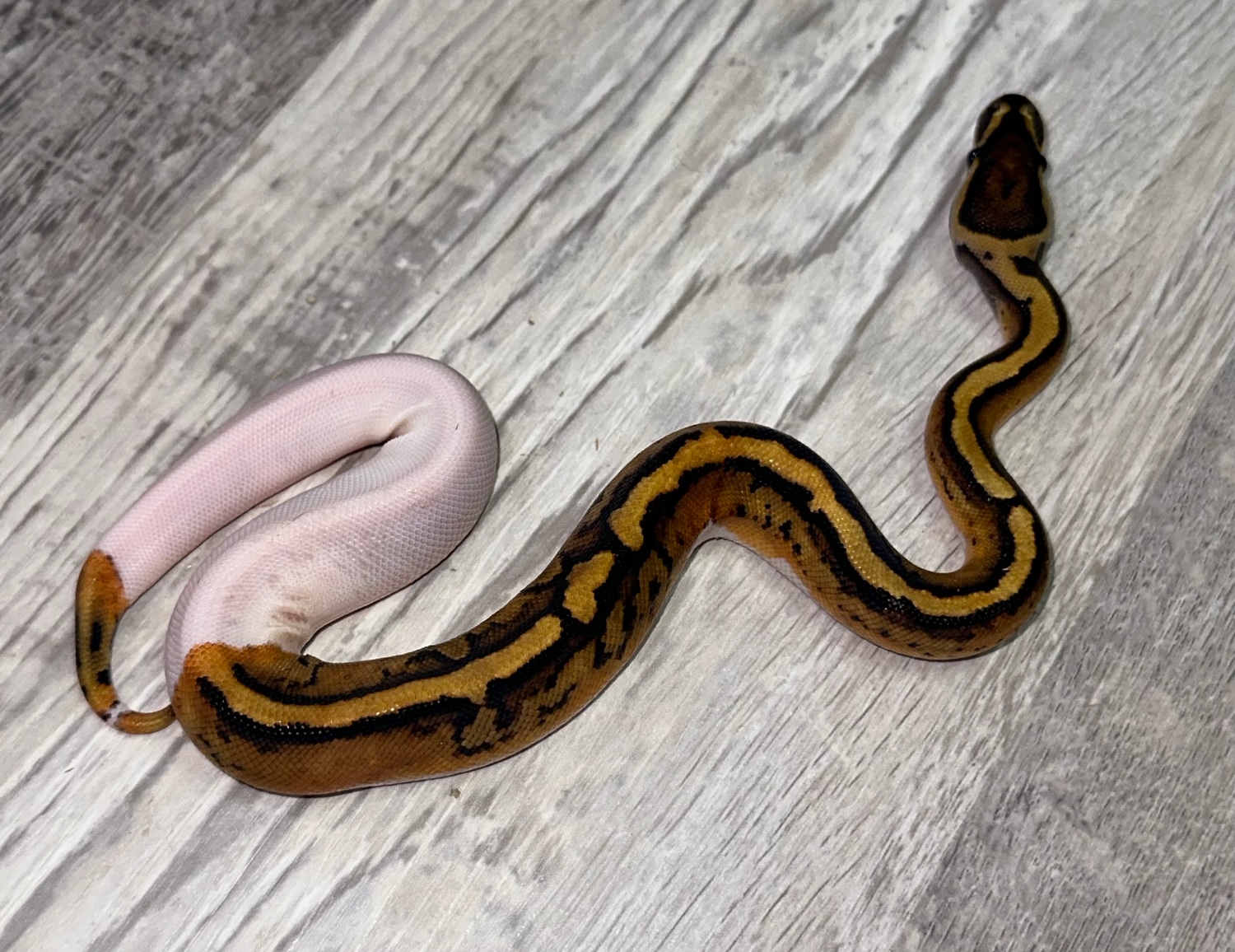 Piebald Het Hypo Het Ultramel Het Clown Ball Python by Royal Ambassador ...