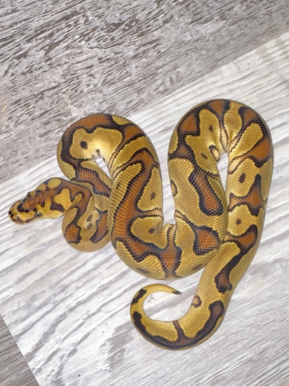 Enchi Yellow Belly Clown Het Hypo Pied Ball Python by Royal Ambassador ...