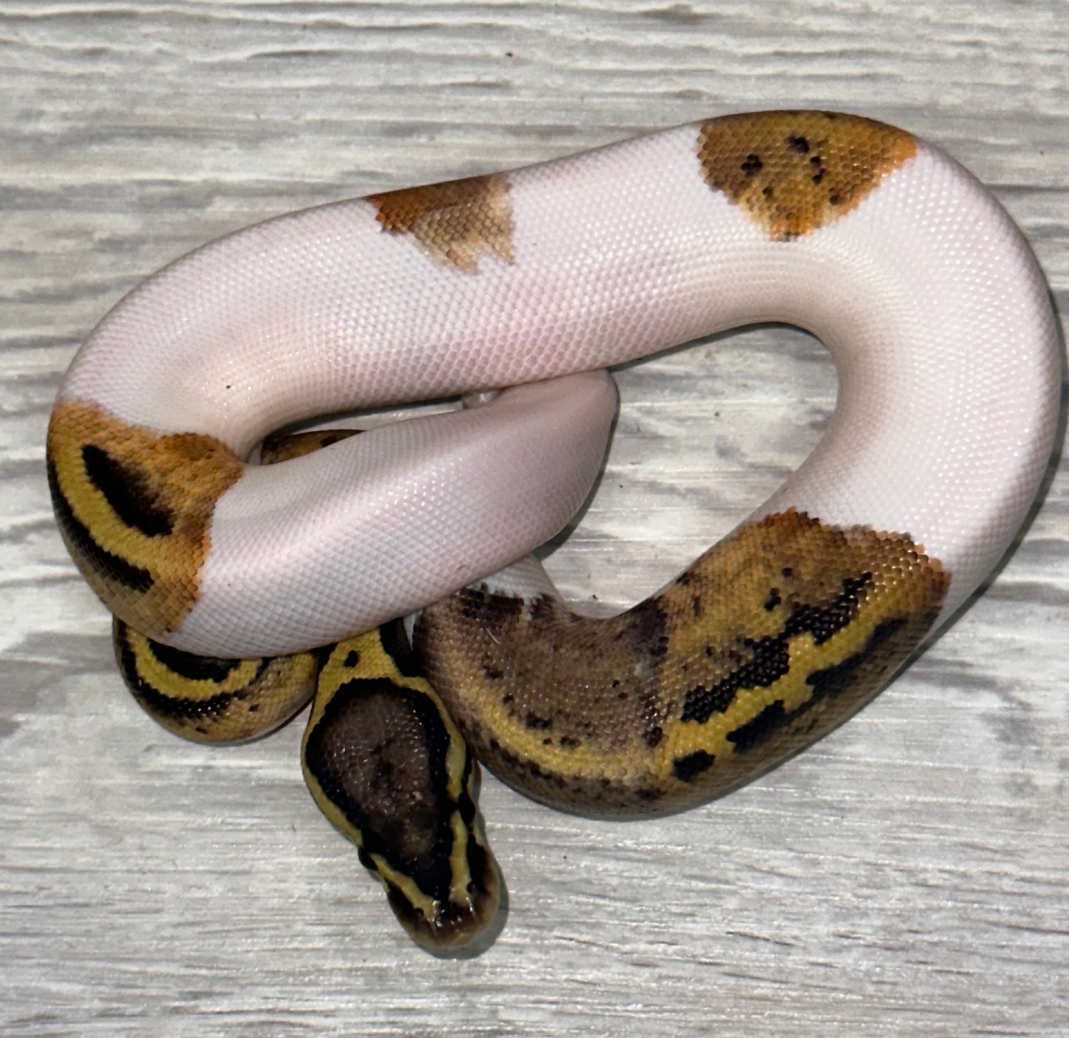 Pastel Pied Het Hypo Het Desert Ghost Ball Python by Royal Ambassador ...
