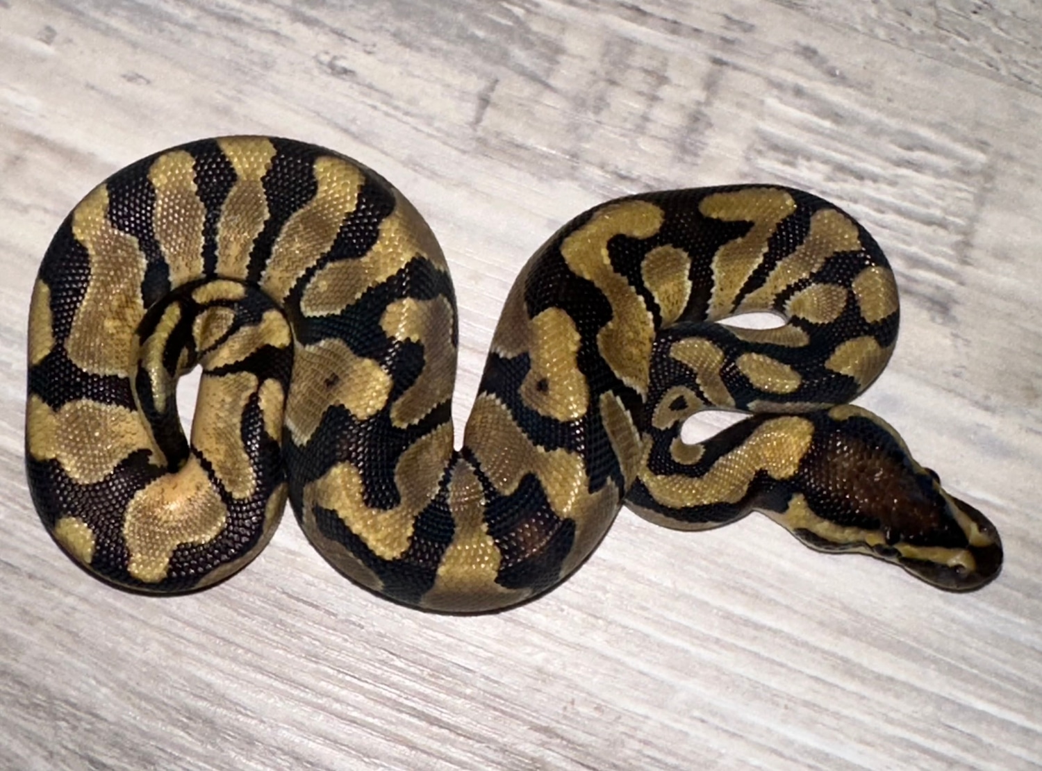 Enchi Het Clown Het Vpi Axanthic Het Hypo Het Desert Ghost Ball Python ...