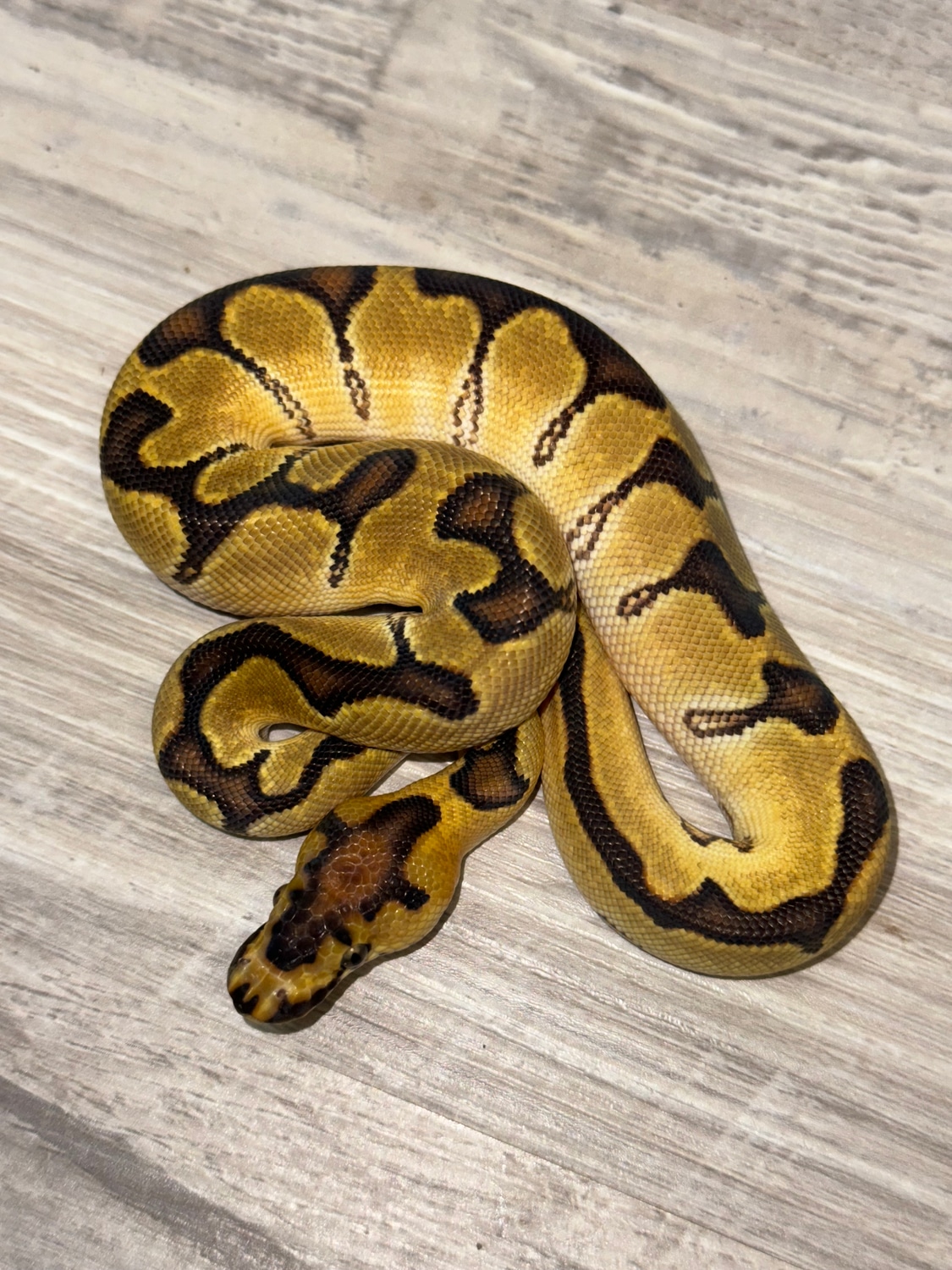 Enchi Orange Dream Clown Het Hypo Het Desert Ghost Ball Python by Royal ...