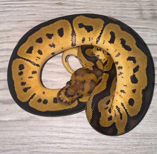 Clown Het Lavender Het Piebald Ball Python by Royal Ambassador Reptiles